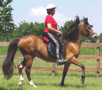 Gait Quiz | Gaited Morgan Horses